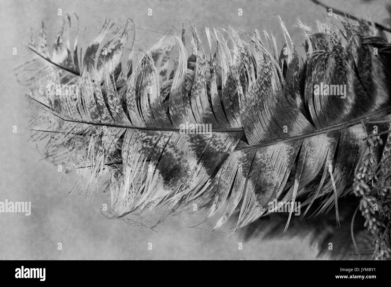 White feather patterns Black and White Stock Photos & Images - Alamy