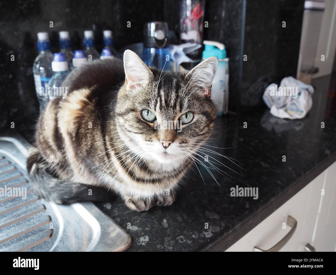 Cat sitting on worktop Stock Photo - Alamy