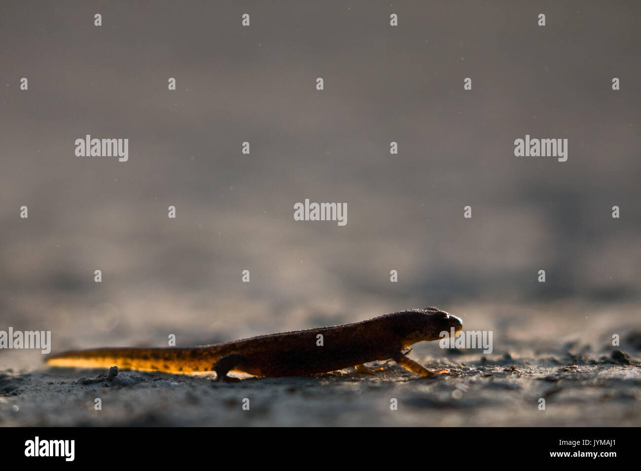 Small newt on the ground Stock Photo - Alamy