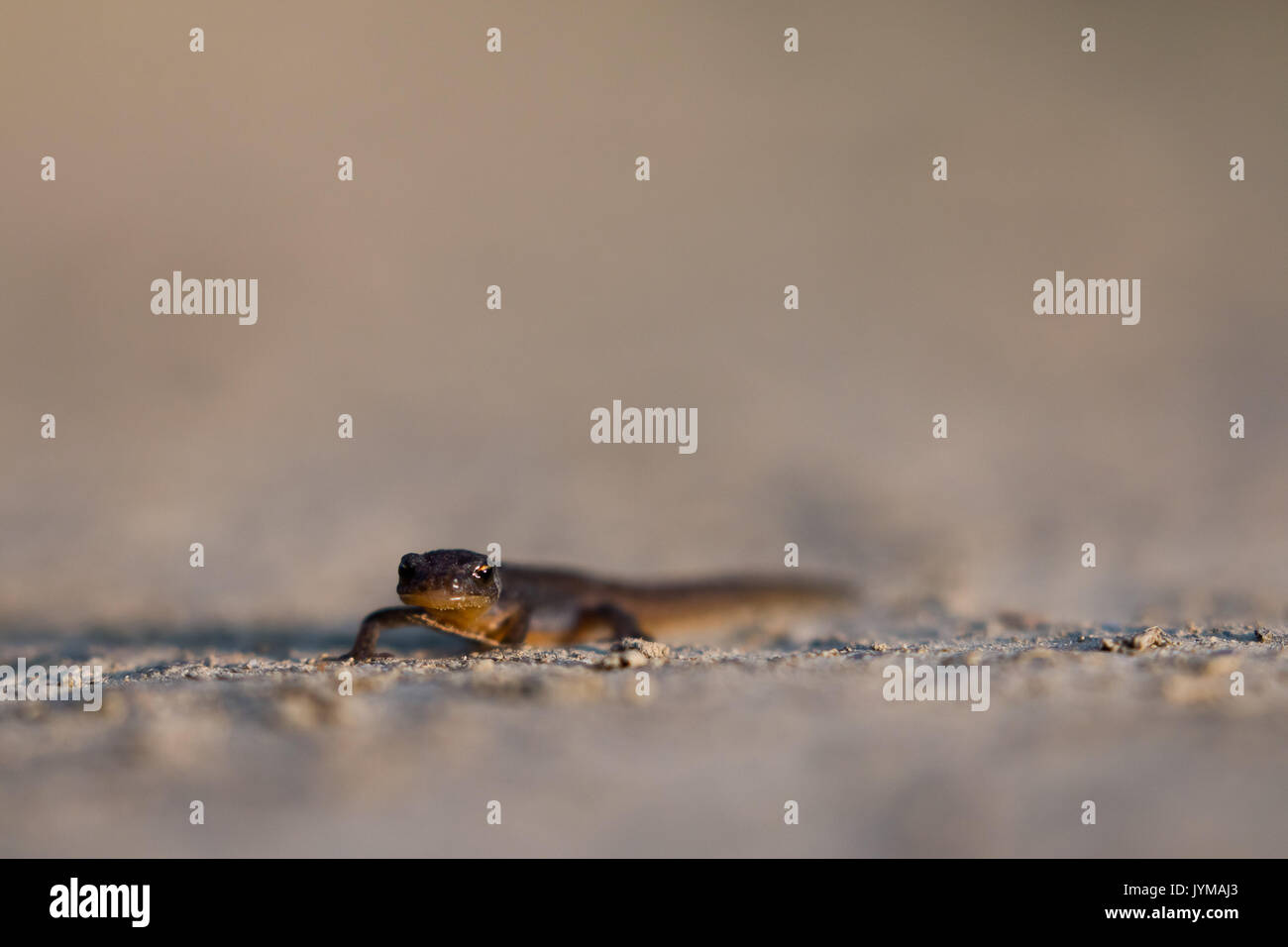 Small newt hi-res stock photography and images - Alamy