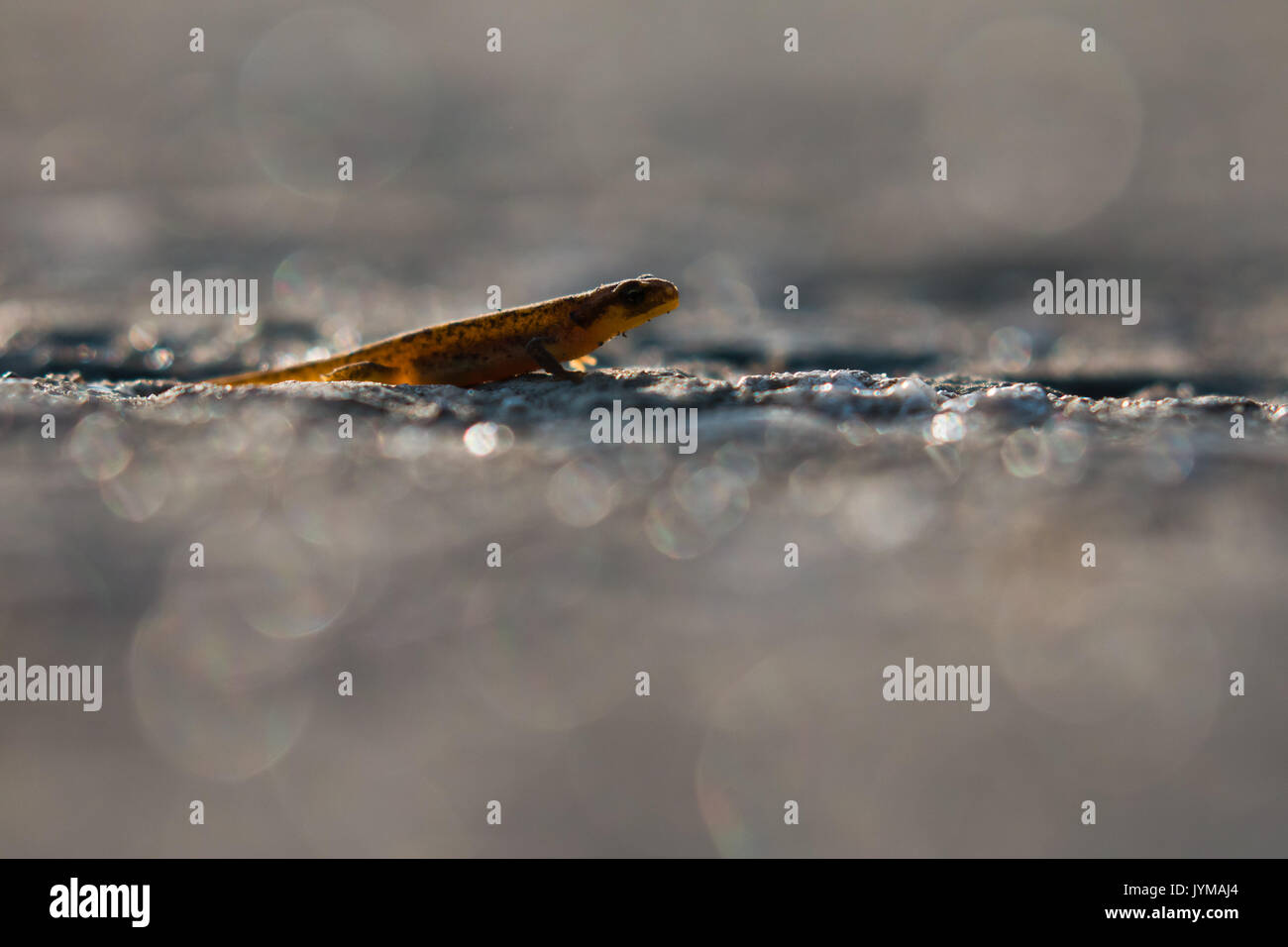 Young water newt hi-res stock photography and images - Alamy
