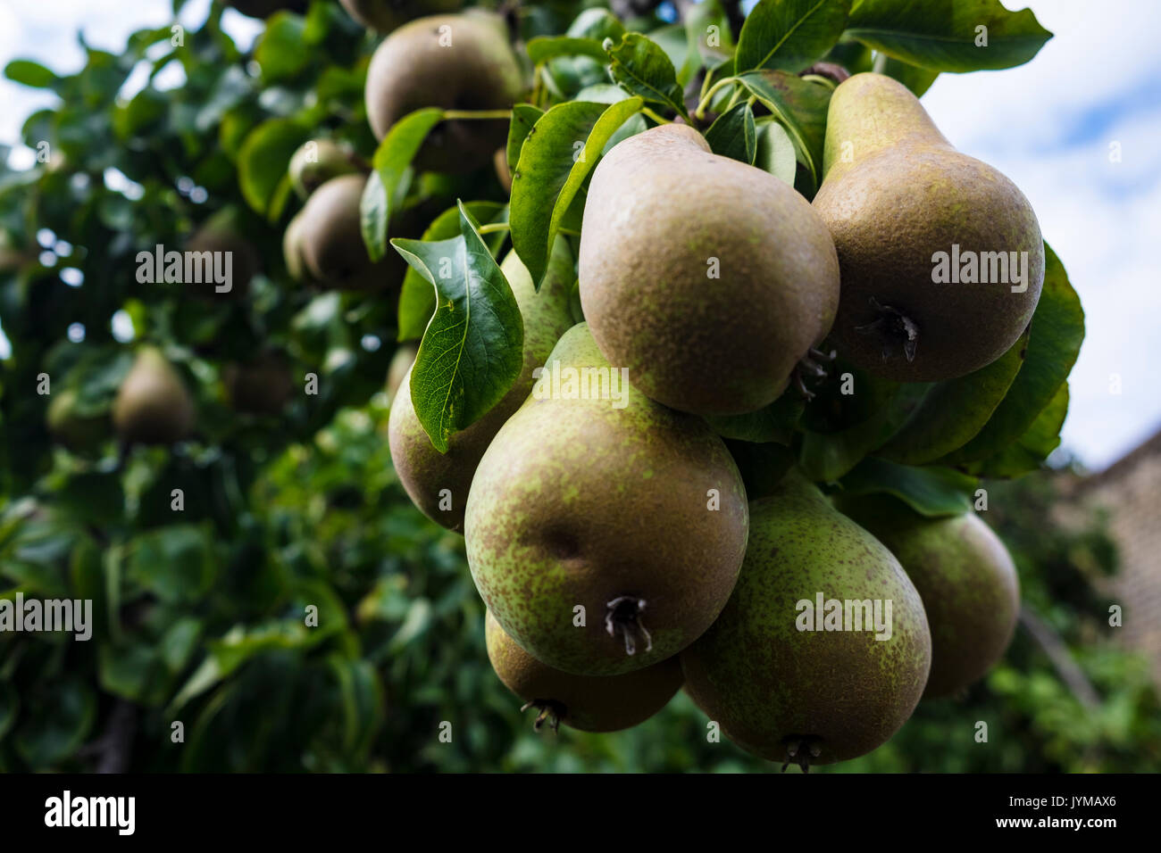 Pears growing on a tree in a back garden in London Stock Photo - Alamy