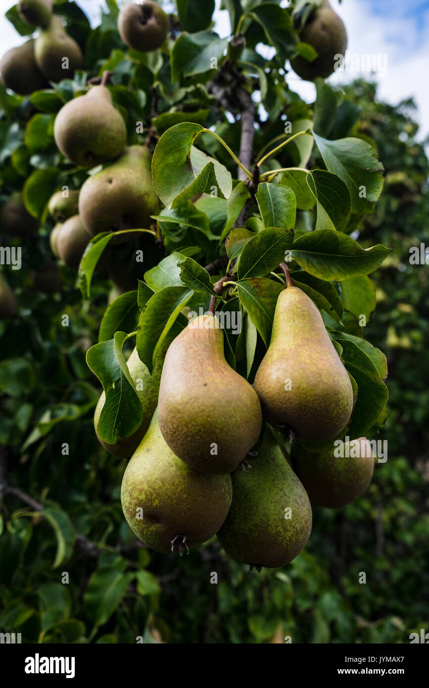 Pears growing on a tree in a back garden in London Stock Photo - Alamy