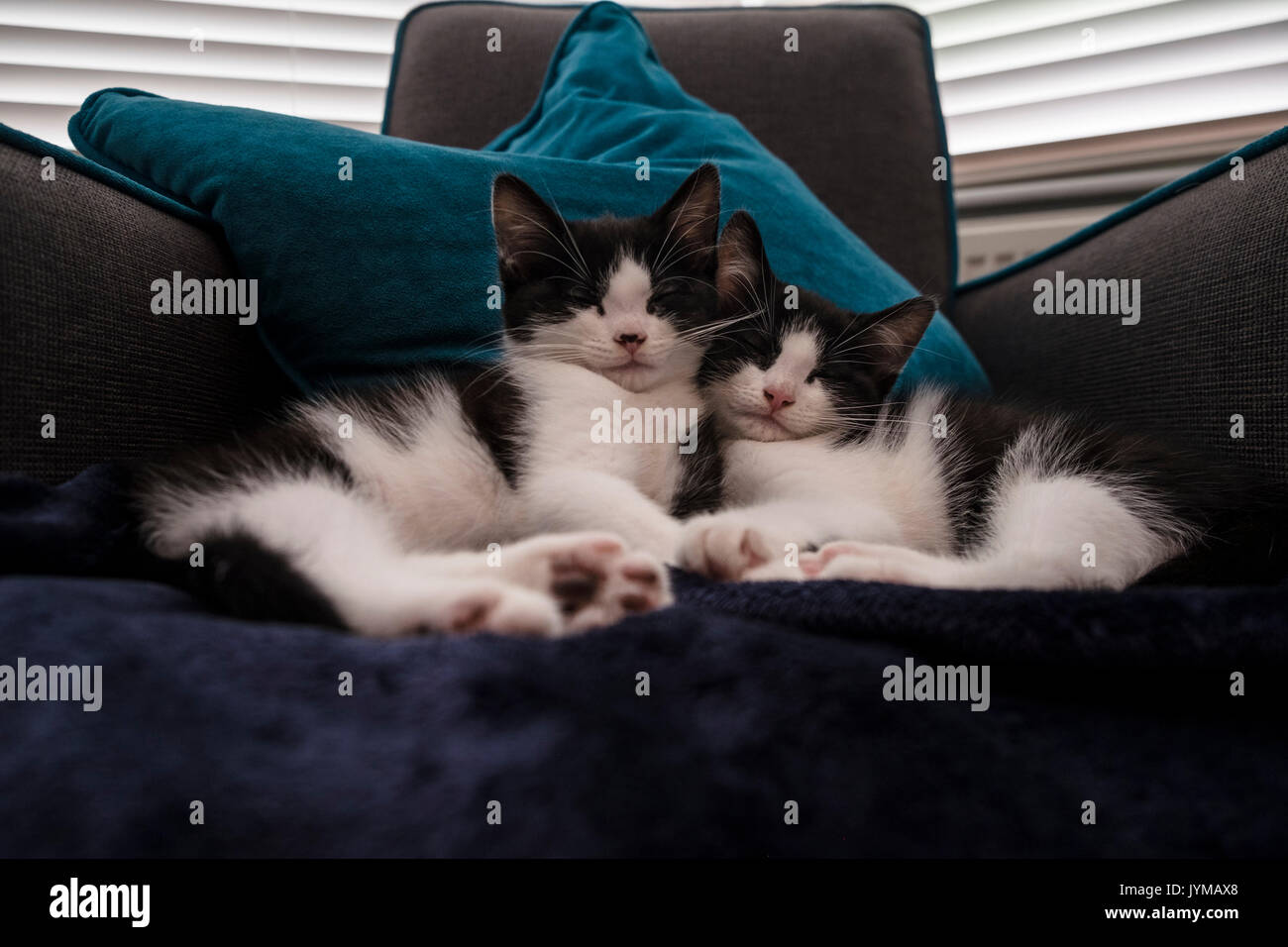 Kittens cuddle hi-res stock photography and images - Alamy
