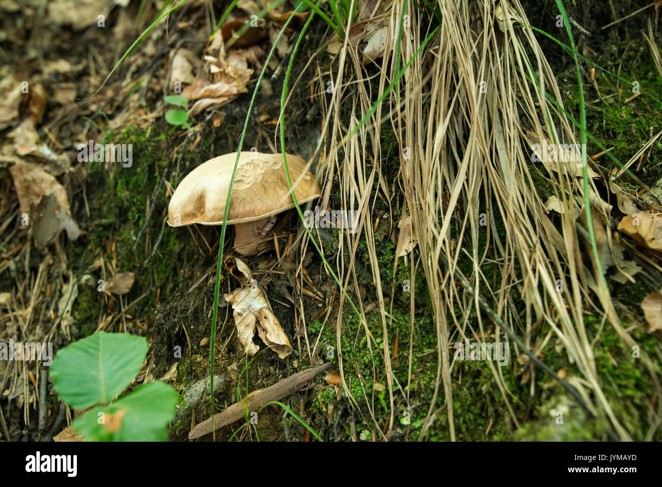 Small mushroom plants hi-res stock photography and images - Alamy