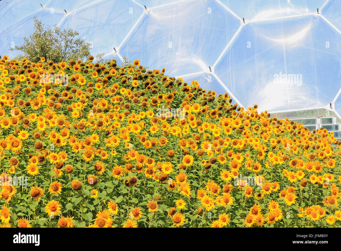 Eden Project, Cornwall, England – August 24, 2010: The world's largest ...