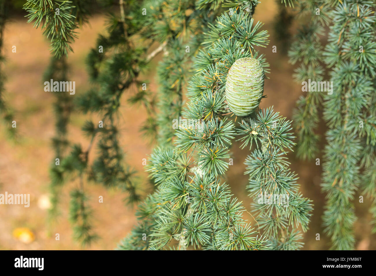 Pine tree fruit hi-res stock photography and images - Alamy
