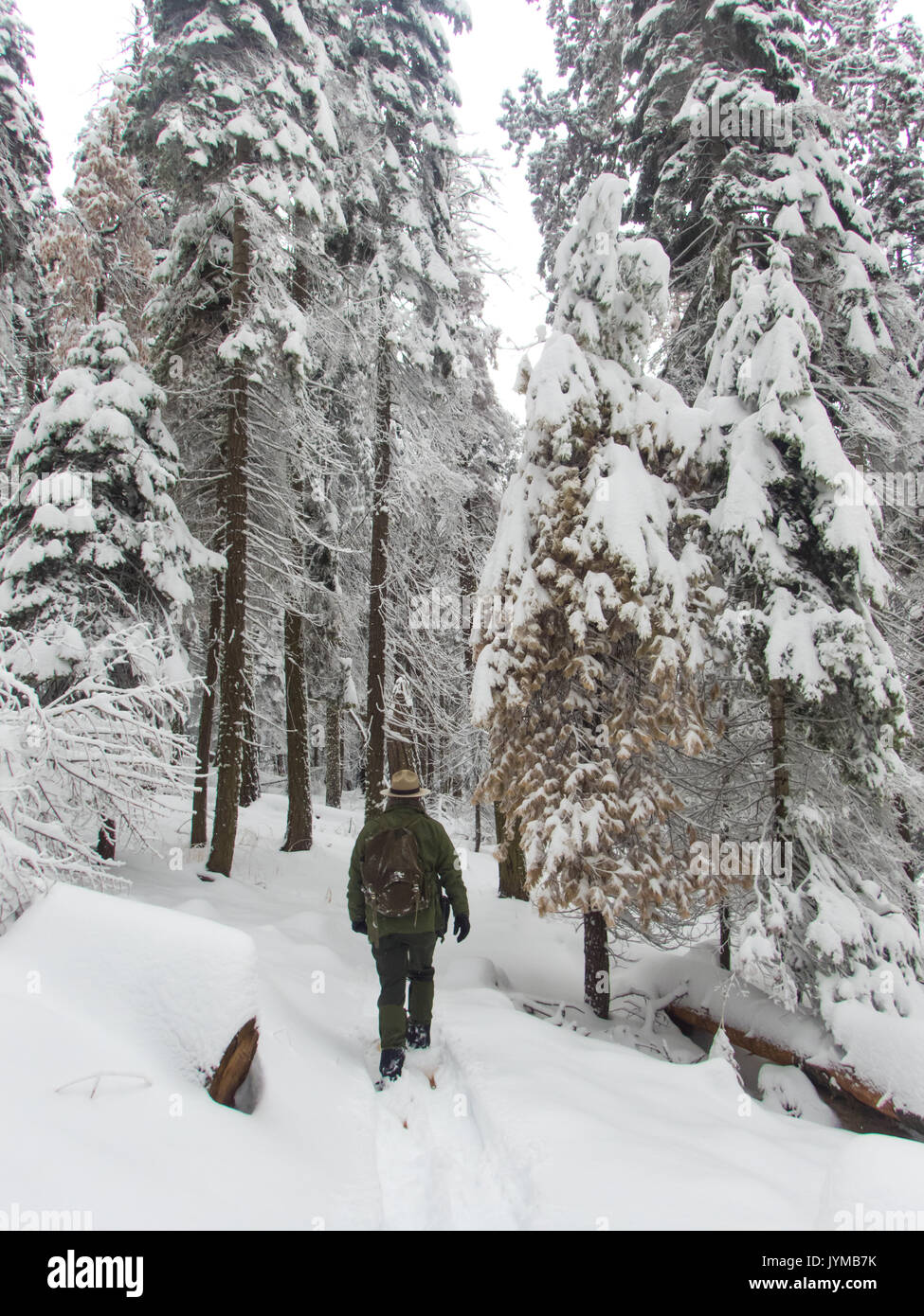 Redwood national forest ranger hi-res stock photography and images - Alamy