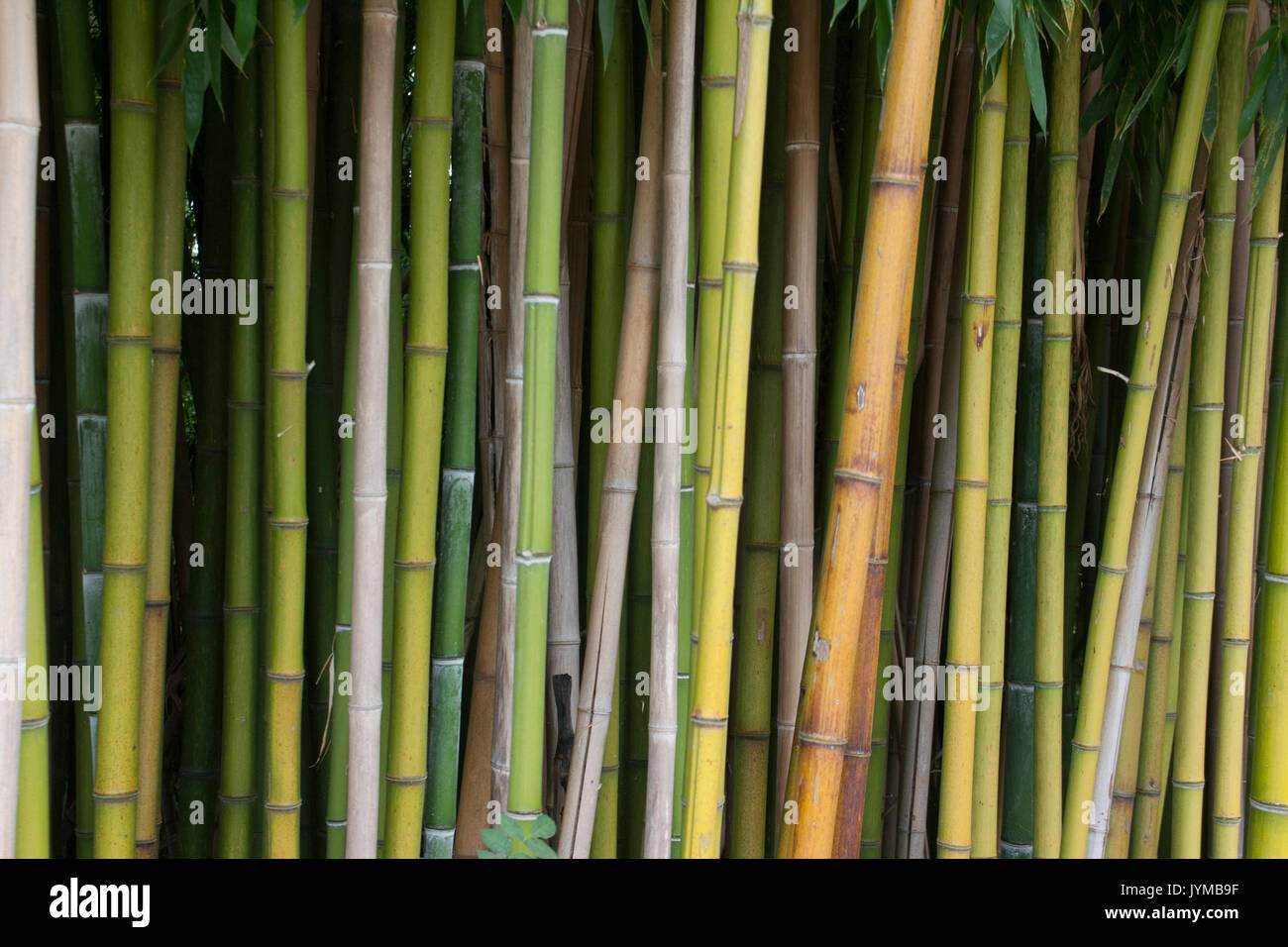 Bamboo vascular bundles hi-res stock photography and images - Alamy
