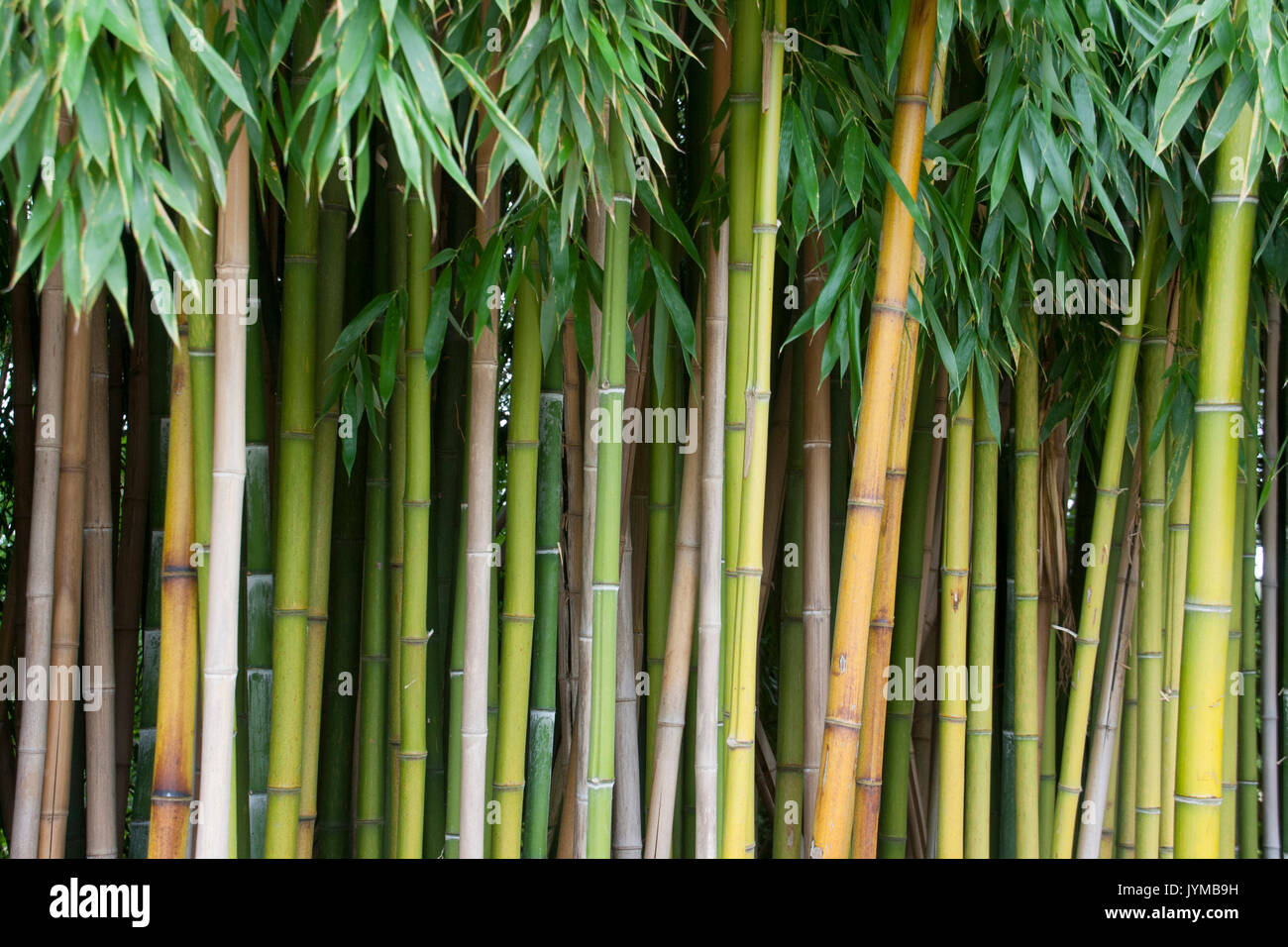 Bambu canes hi-res stock photography and images - Alamy