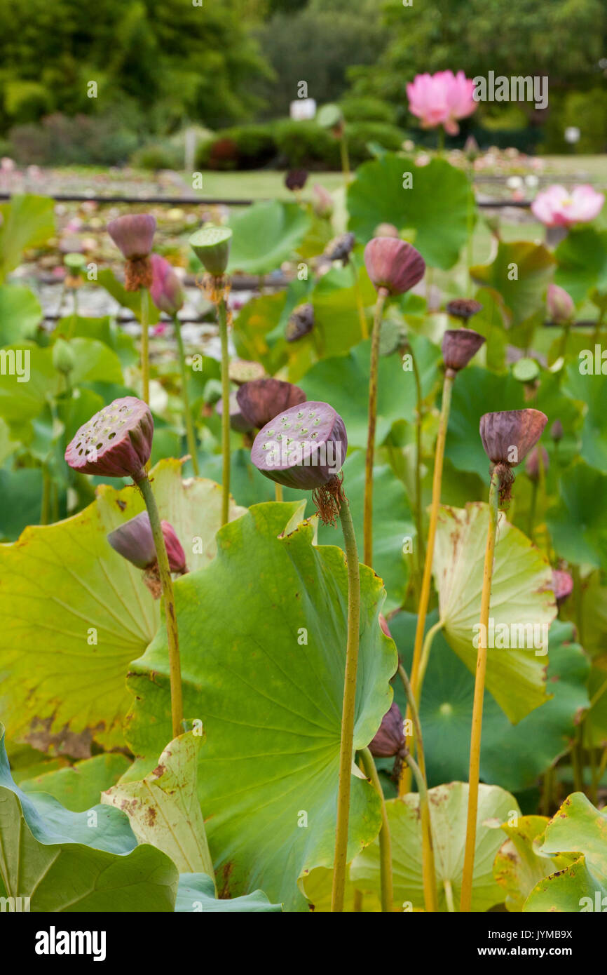 The Lotus plant Stock Photo - Alamy