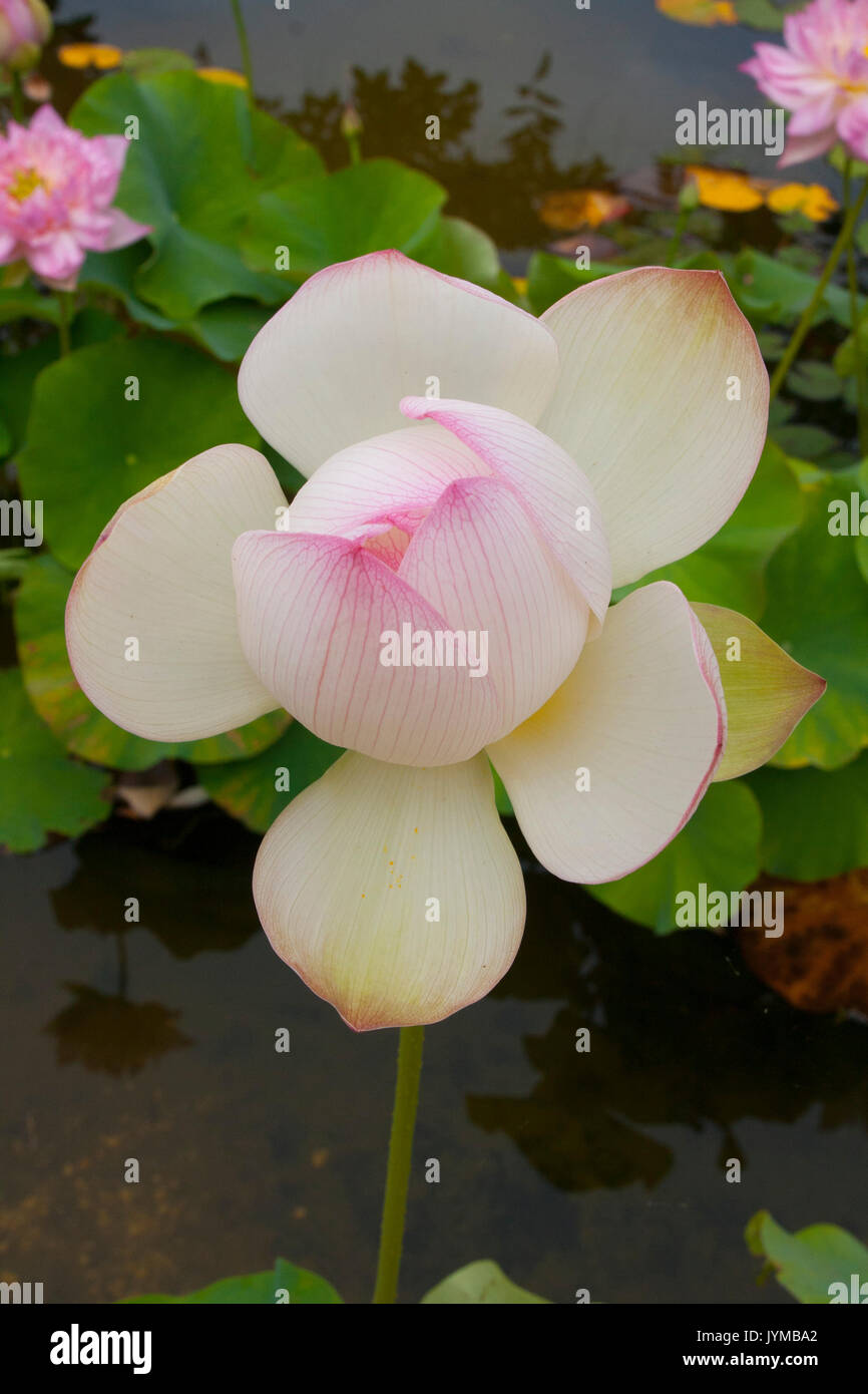The Lotus plant Stock Photo - Alamy