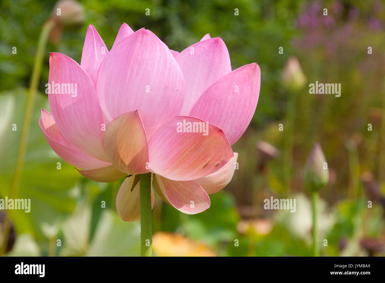 The Lotus plant Stock Photo - Alamy