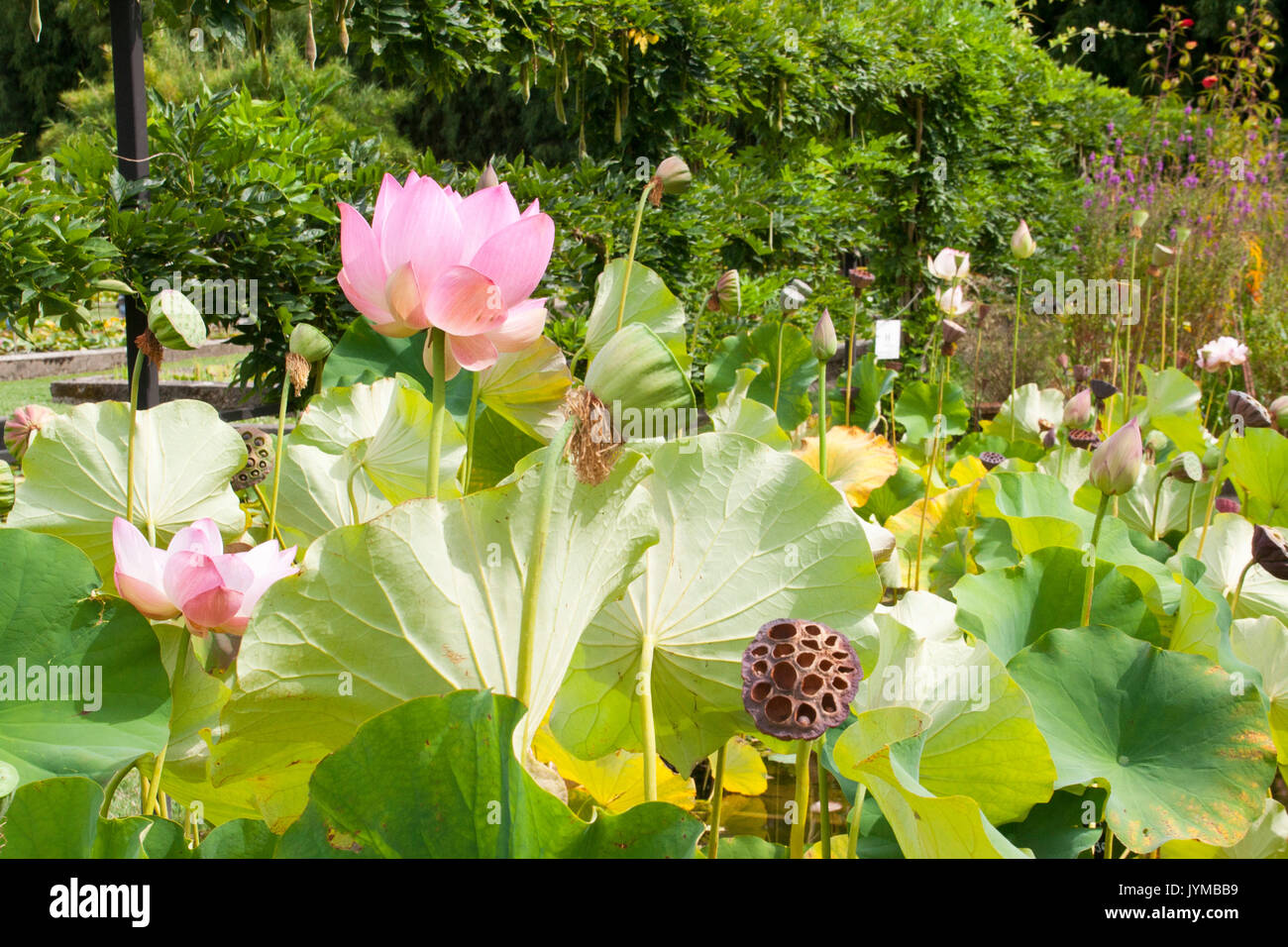 The Lotus plant Stock Photo - Alamy
