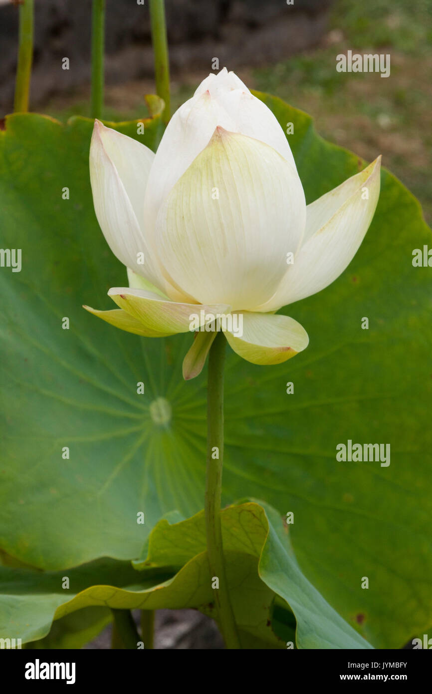 The Lotus plant Stock Photo - Alamy