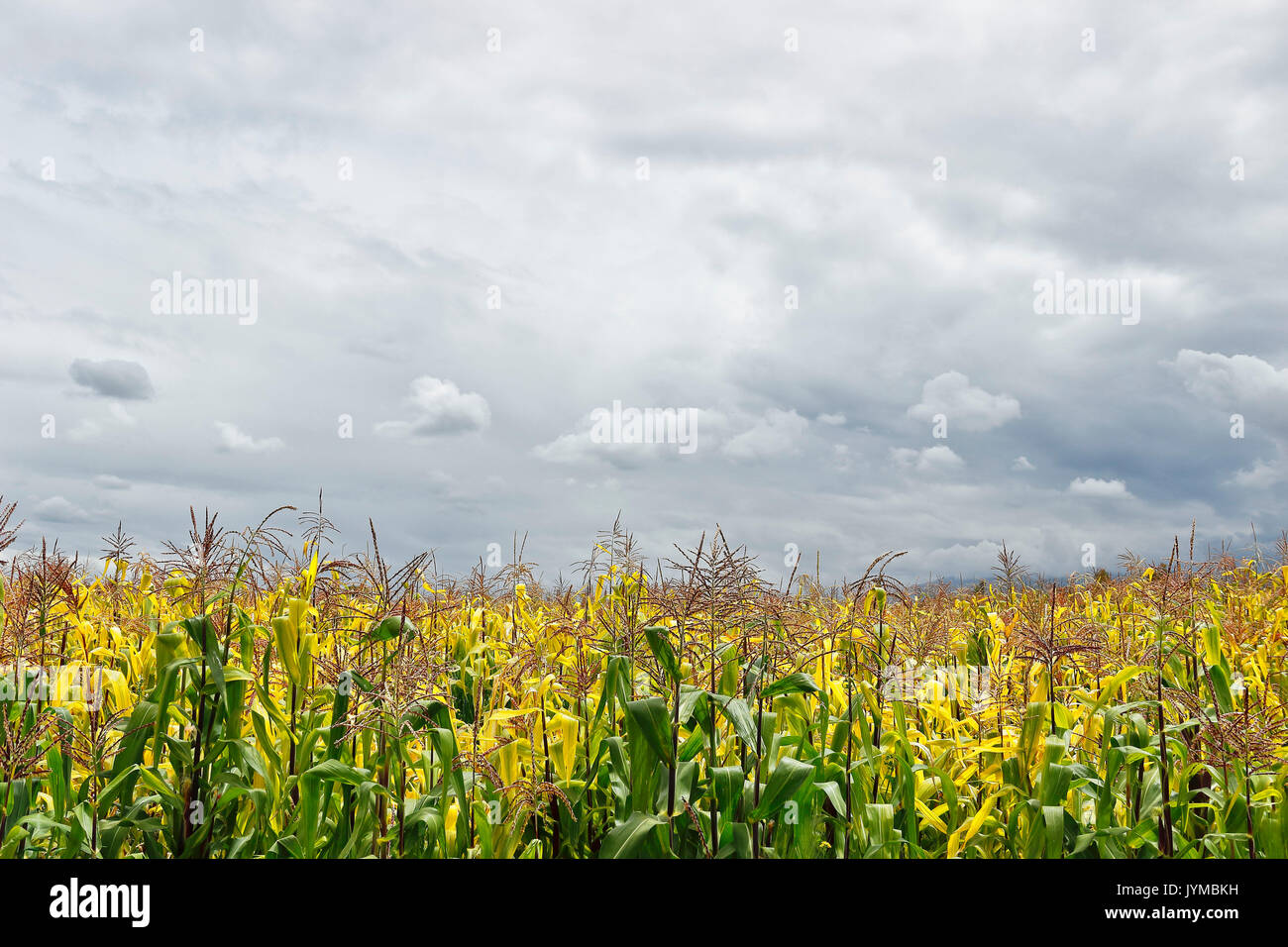 Corn cultivation hi-res stock photography and images - Alamy