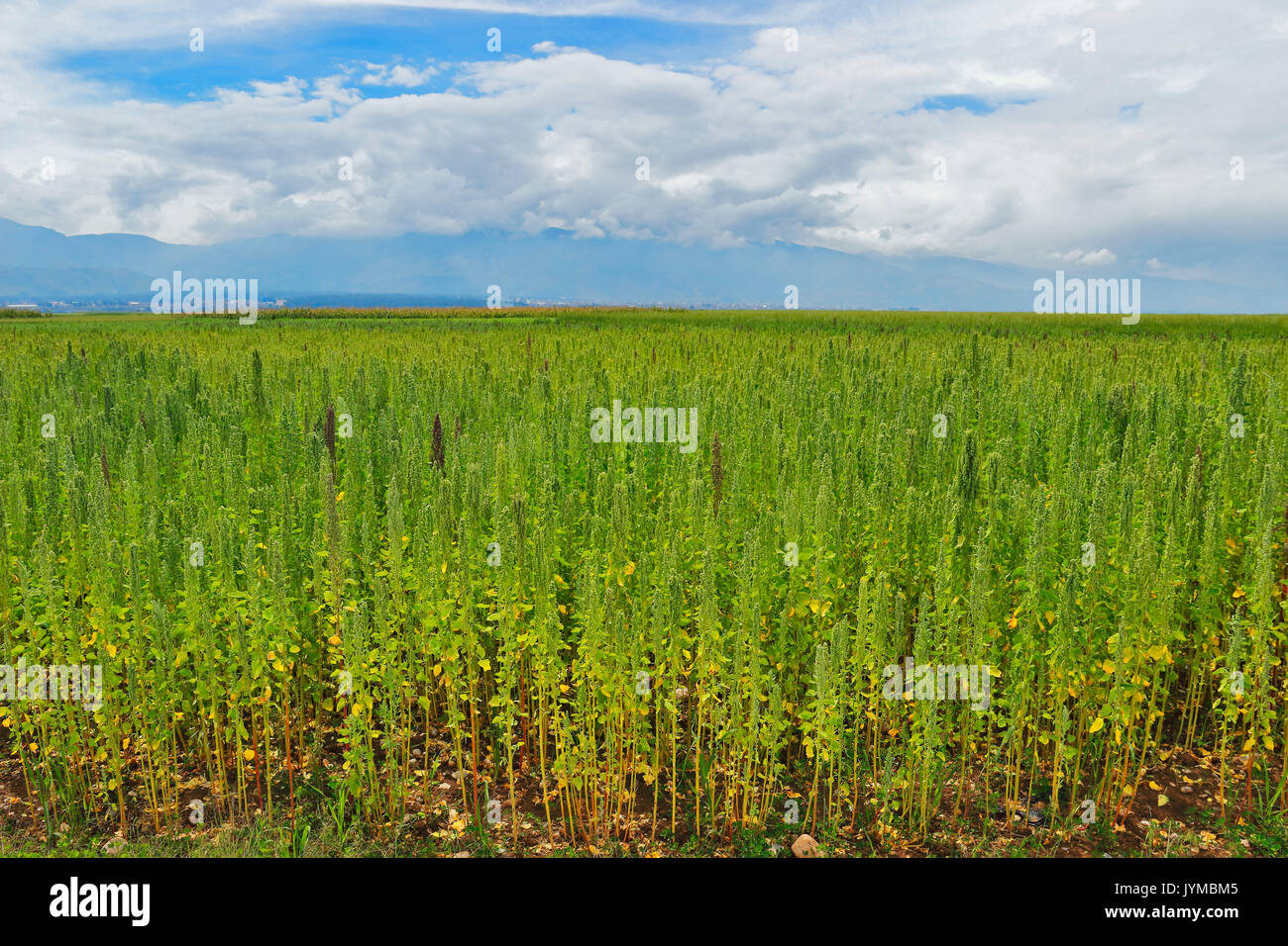 Cultivation of quinoa in sicaya Stock Photo - Alamy
