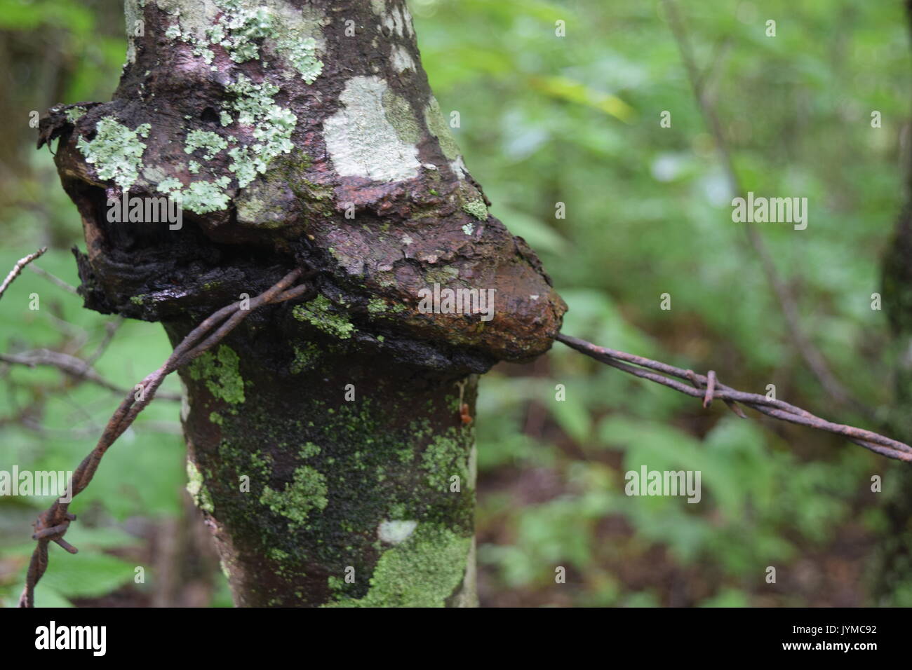 Tree Growing around Barb Wire Stock Photo - Alamy