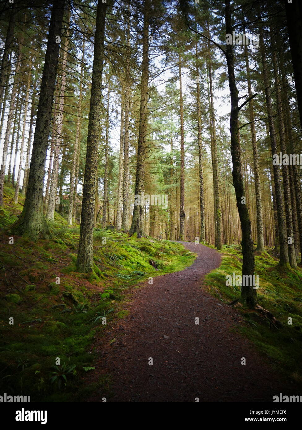 Enchanted forest scotland hi-res stock photography and images - Alamy