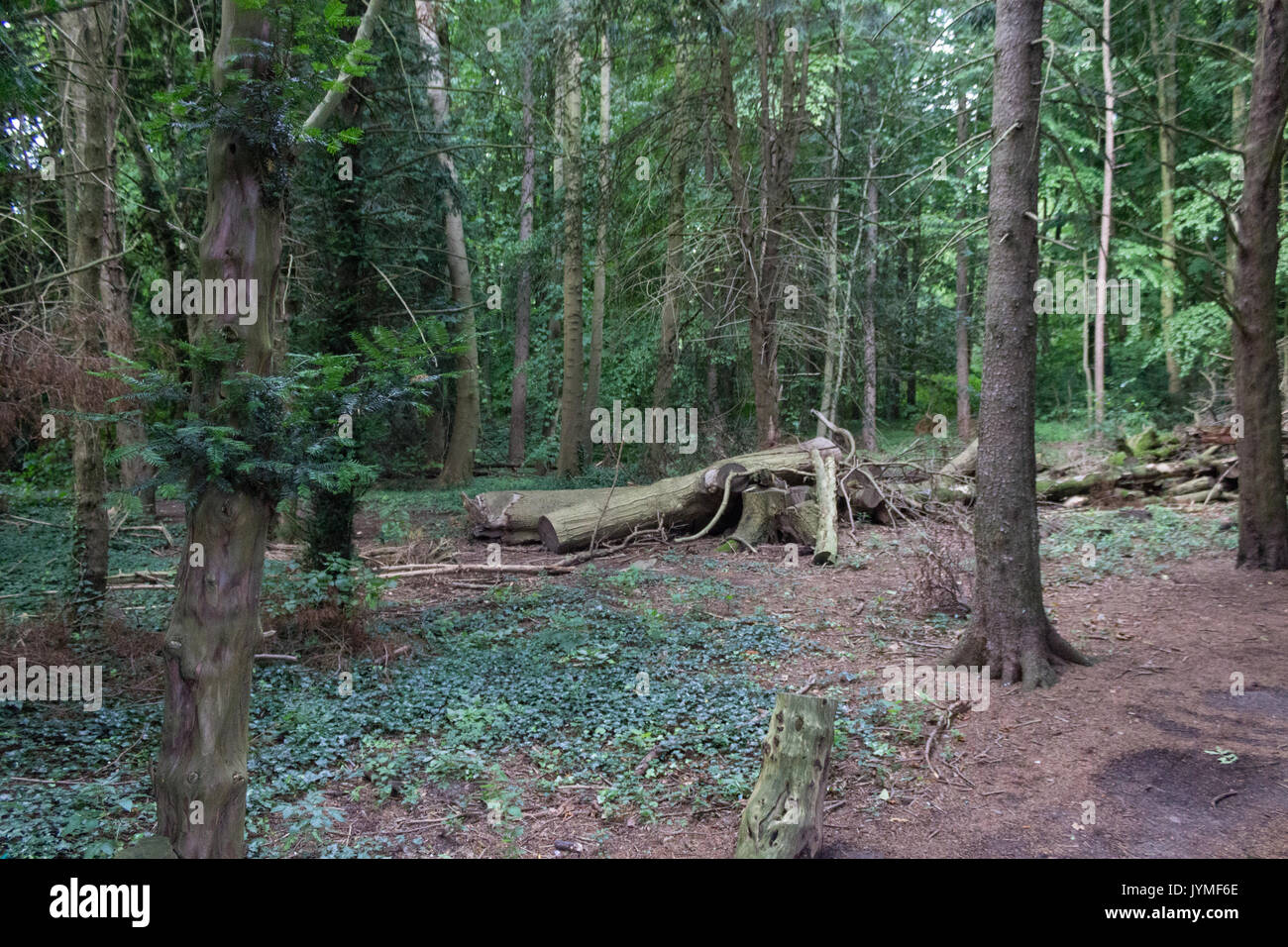 Forest and old rail road hi-res stock photography and images - Alamy