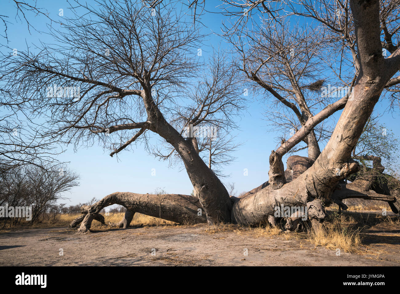 Baobab trees kalahari hi-res stock photography and images - Alamy