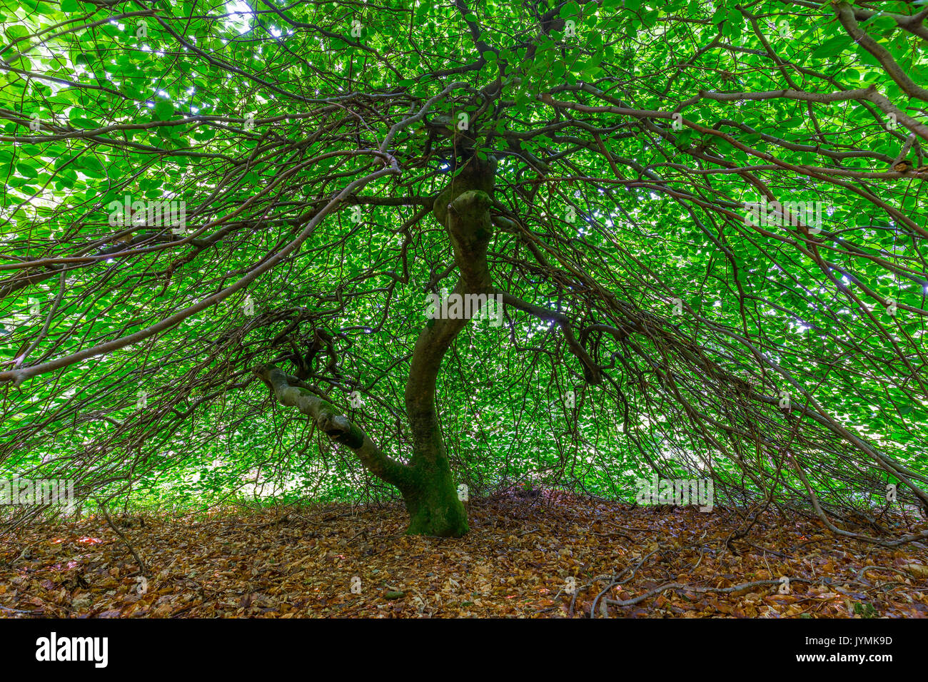 Les faux de verzy forest hi-res stock photography and images - Alamy