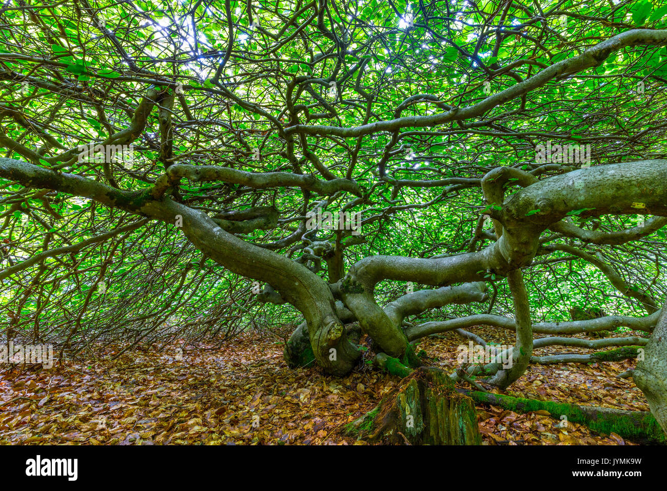 Dwarf Beech Tree High Resolution Stock Photography and Images - Alamy