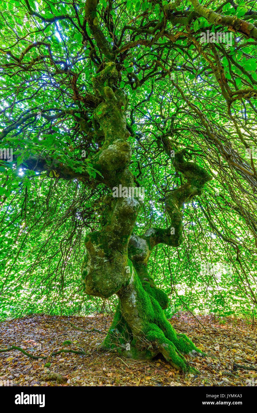 Twisted beech tree fagus sylvatica hi-res stock photography and images ...