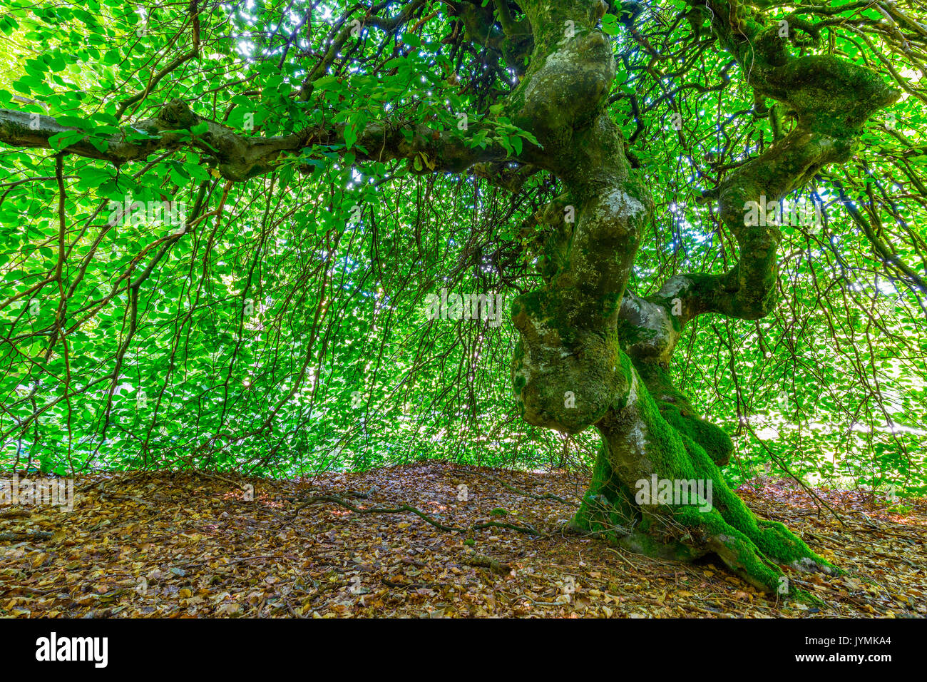 Dwarf chestnut tree hi-res stock photography and images - Alamy