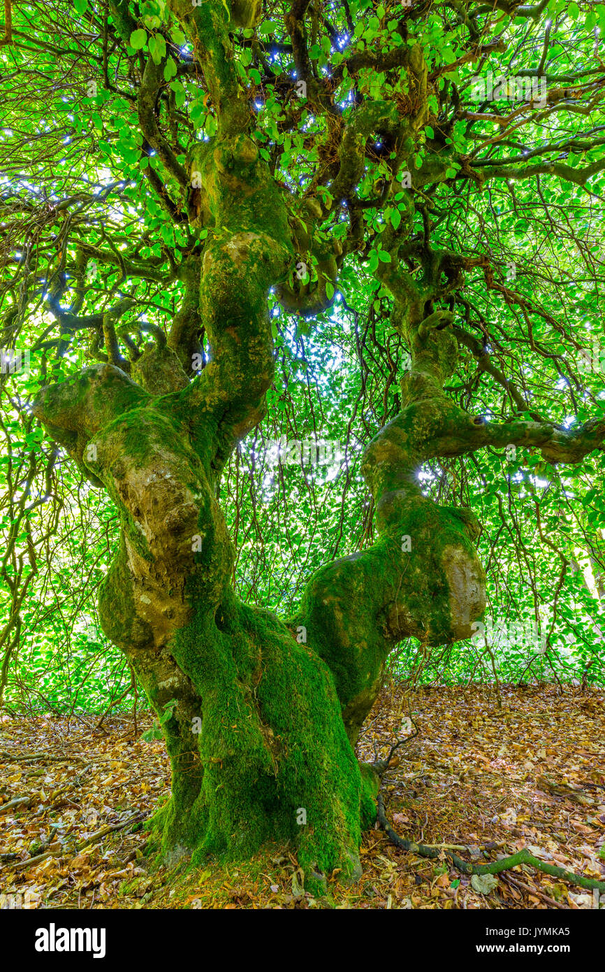Dwarf chestnut tree hi-res stock photography and images - Alamy