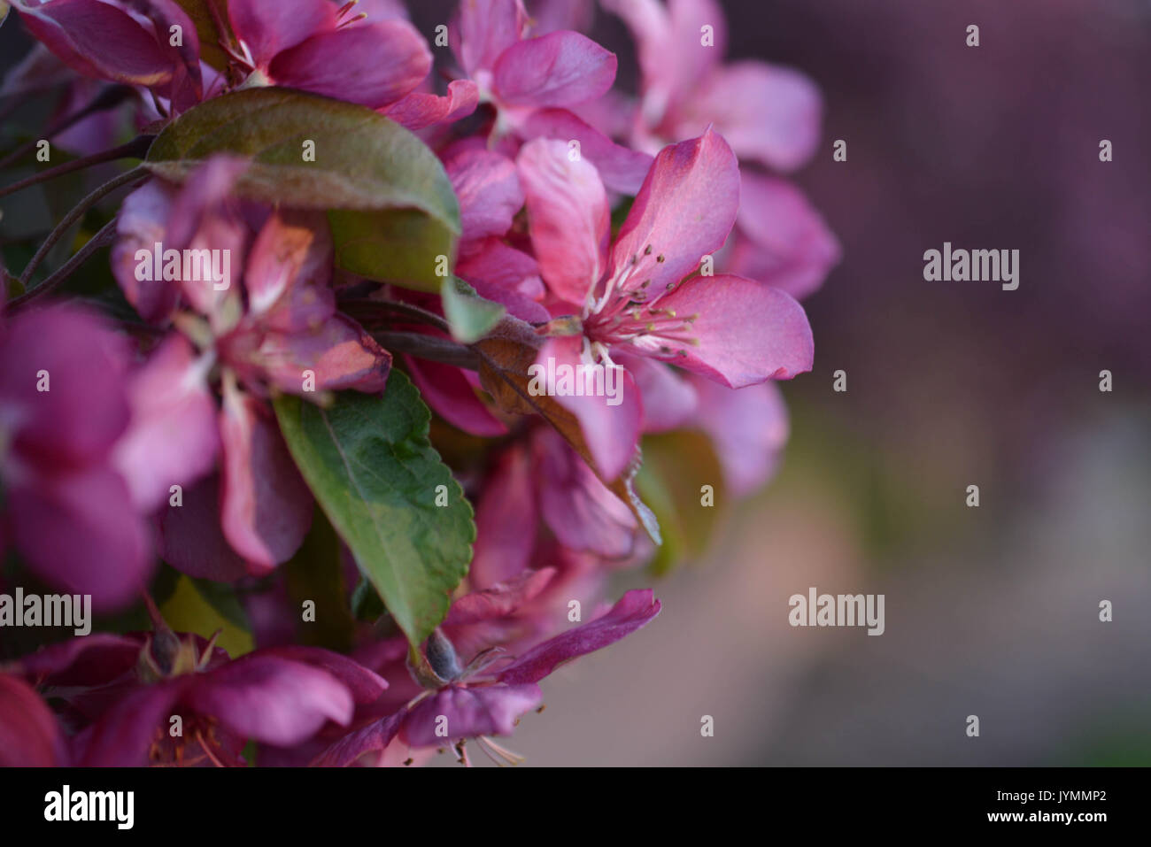 pink crab apple blossom macro shot Stock Photo - Alamy