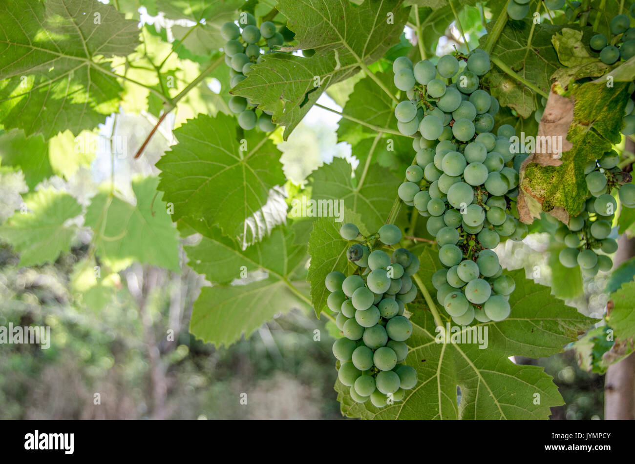 Grapes pic hi-res stock photography and images - Alamy