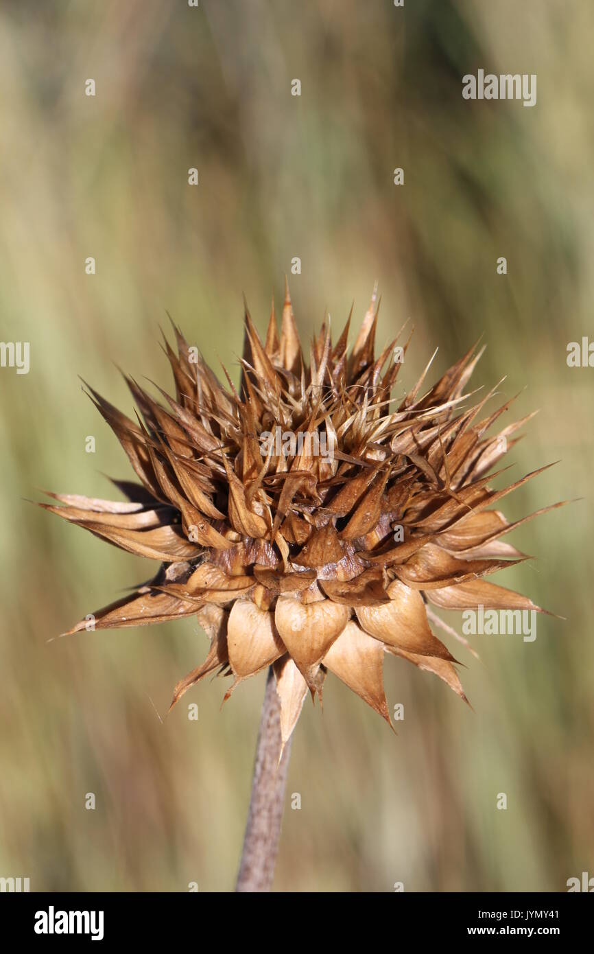 Thistle head macro Stock Photo - Alamy
