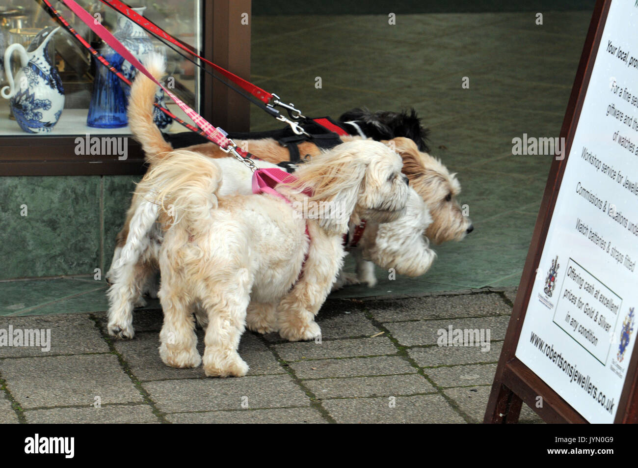 four terriers 4 on leads being walked by responsible dog owners ...