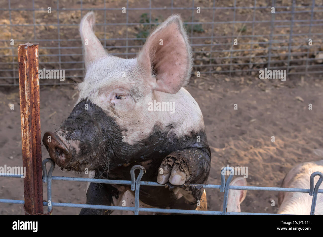 Young cute pet organic pink domestic pigs in a muddy farmyard pen at ...