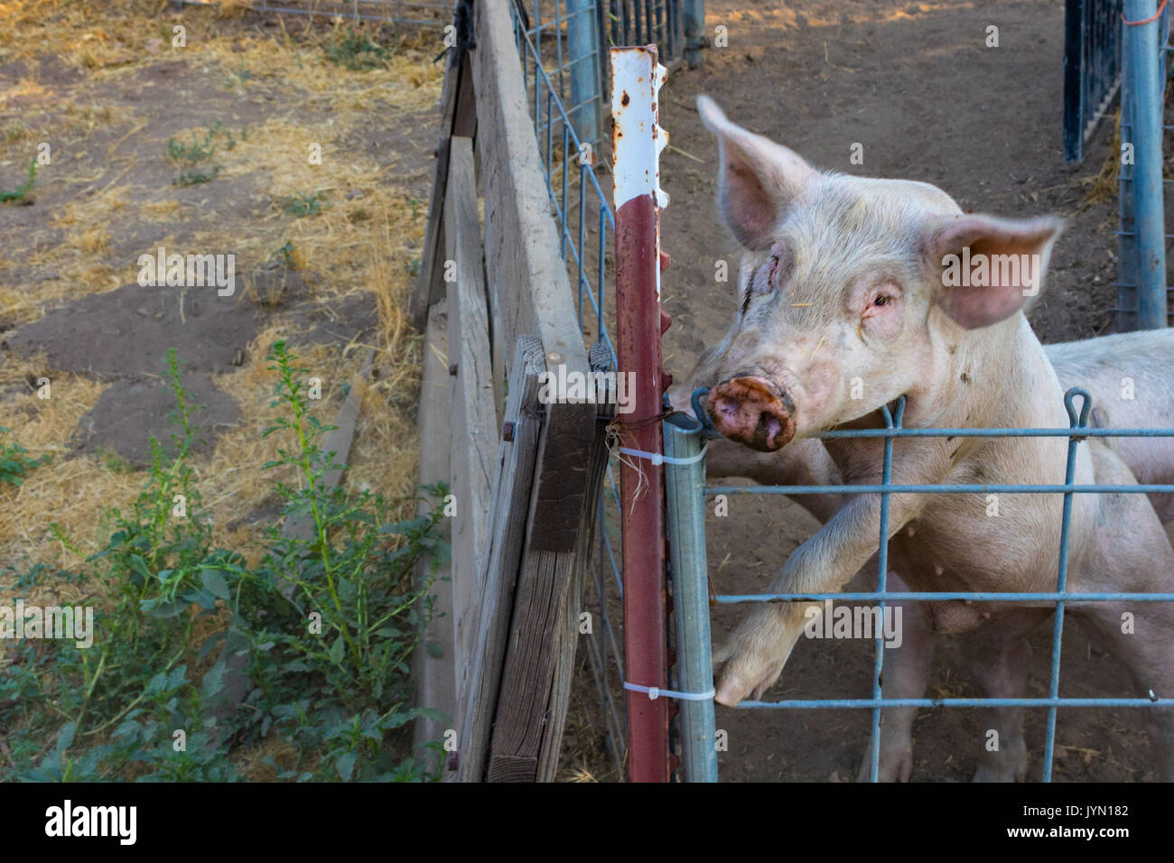 Young cute pet organic pink domestic pigs in a muddy farmyard pen at ...