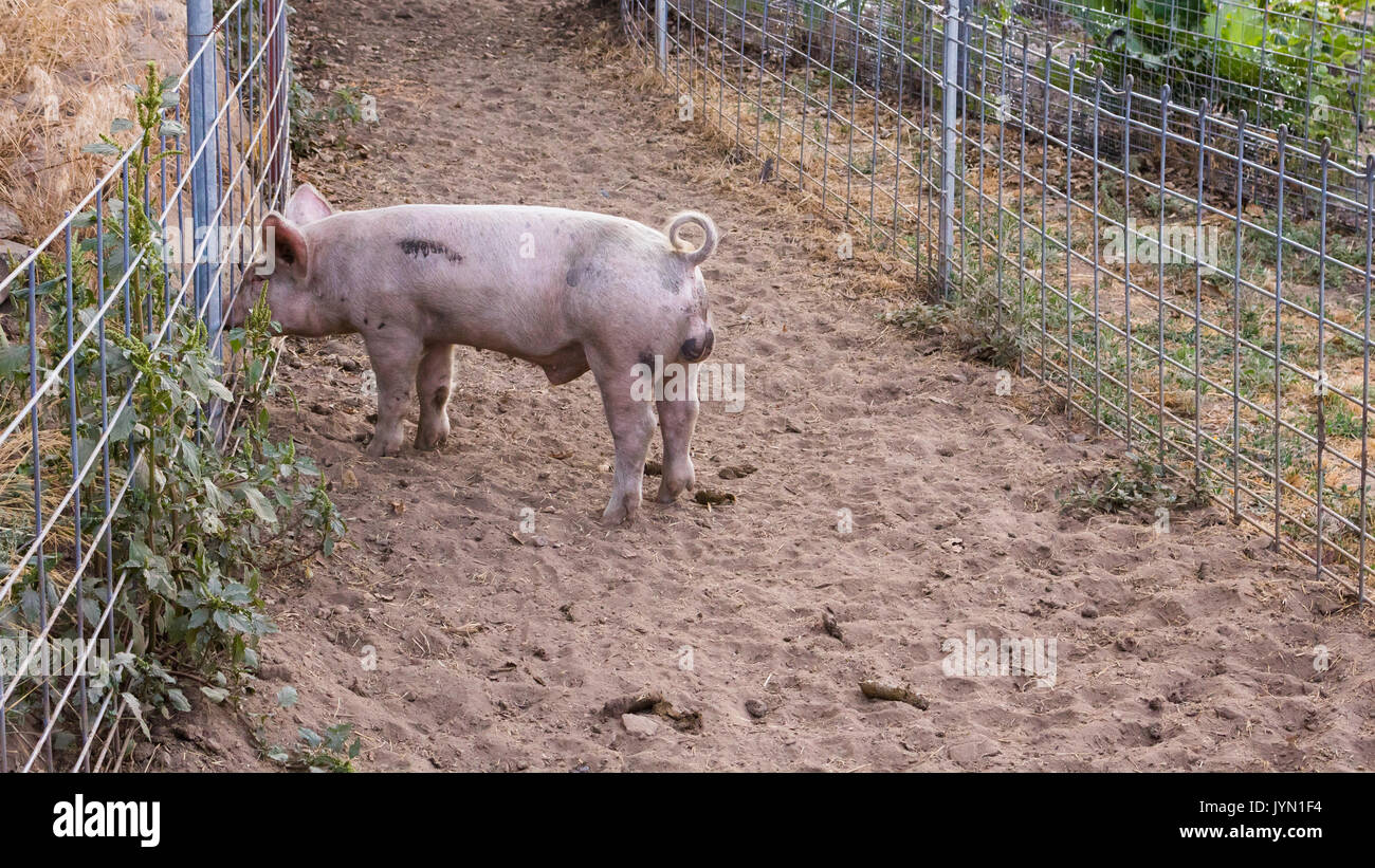 Young cute pet organic pink domestic pigs in a muddy farmyard pen at ...
