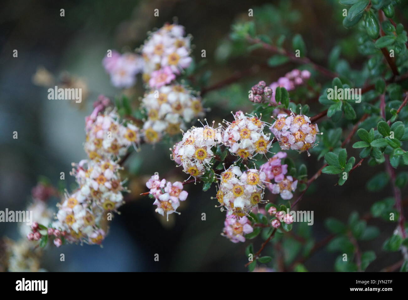 Upper mustang flowers hi-res stock photography and images - Alamy
