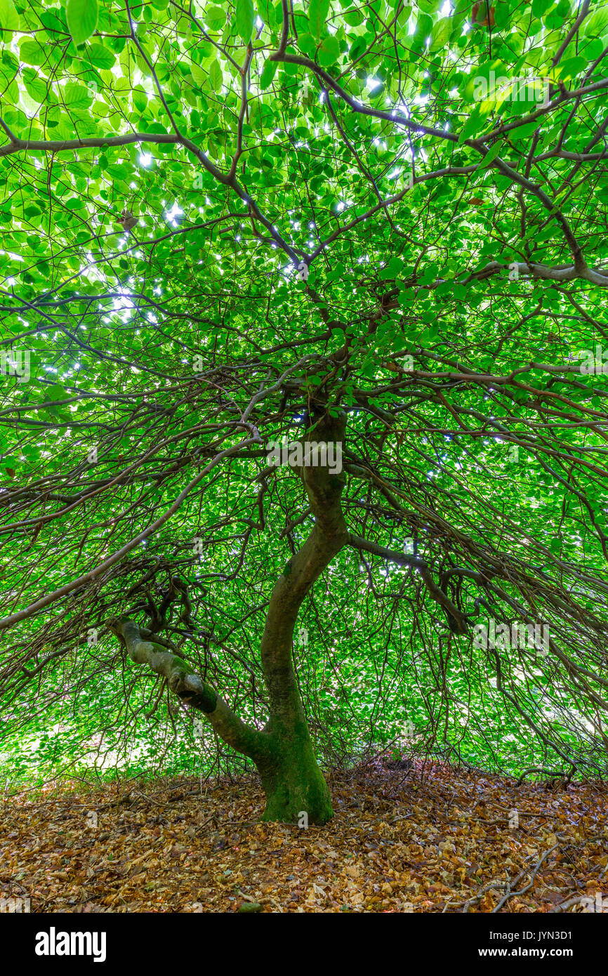 Dwarf Beech Tree High Resolution Stock Photography and Images - Alamy
