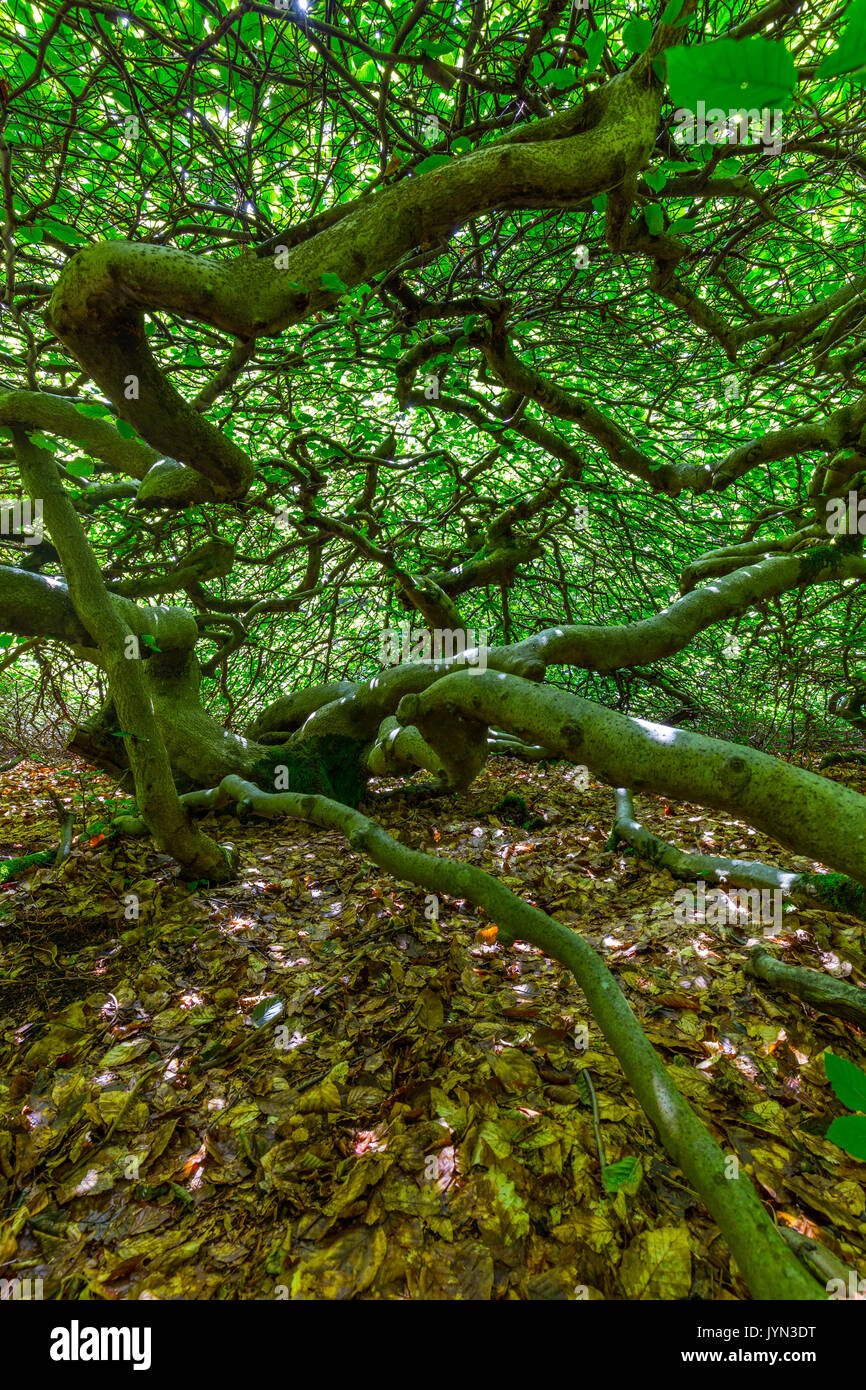 Dwarf chestnut tree hi-res stock photography and images - Alamy
