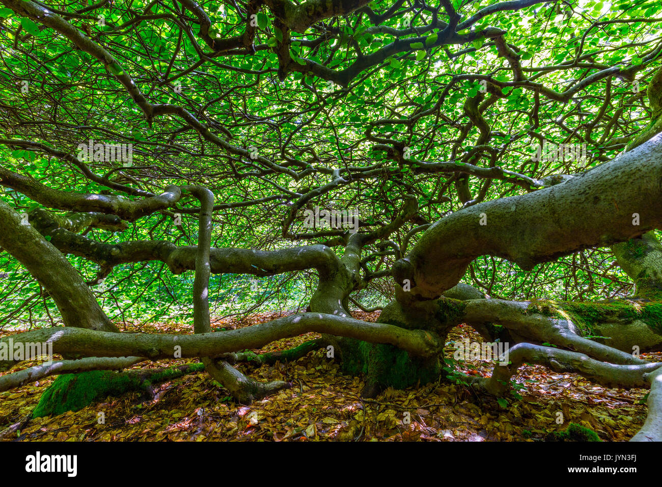 Verzy forest hi-res stock photography and images - Alamy