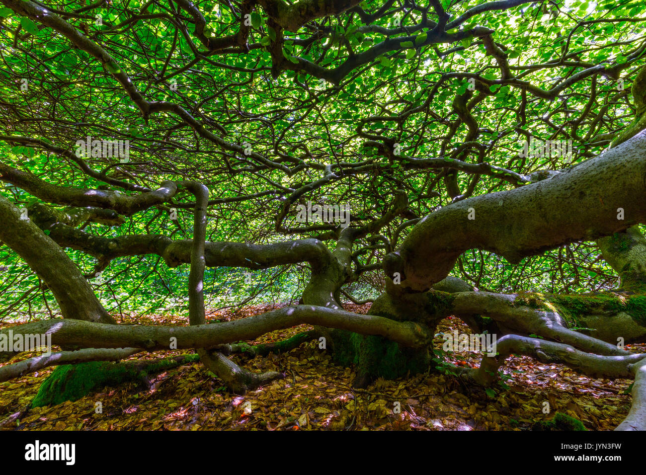 Twisted Beech Tree Fagus Sylvatica High Resolution Stock Photography ...