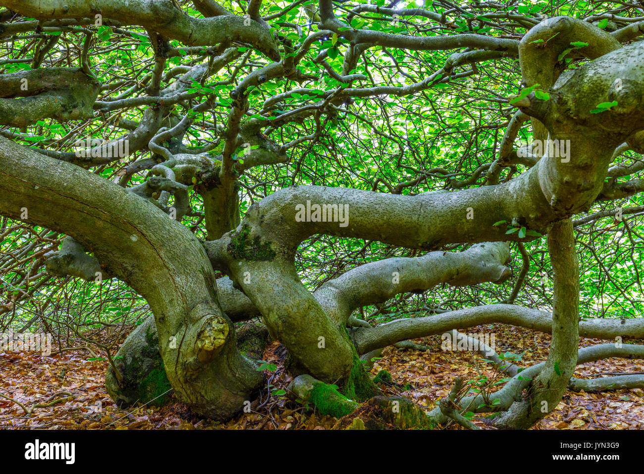 Dwarf chestnut tree hi-res stock photography and images - Alamy