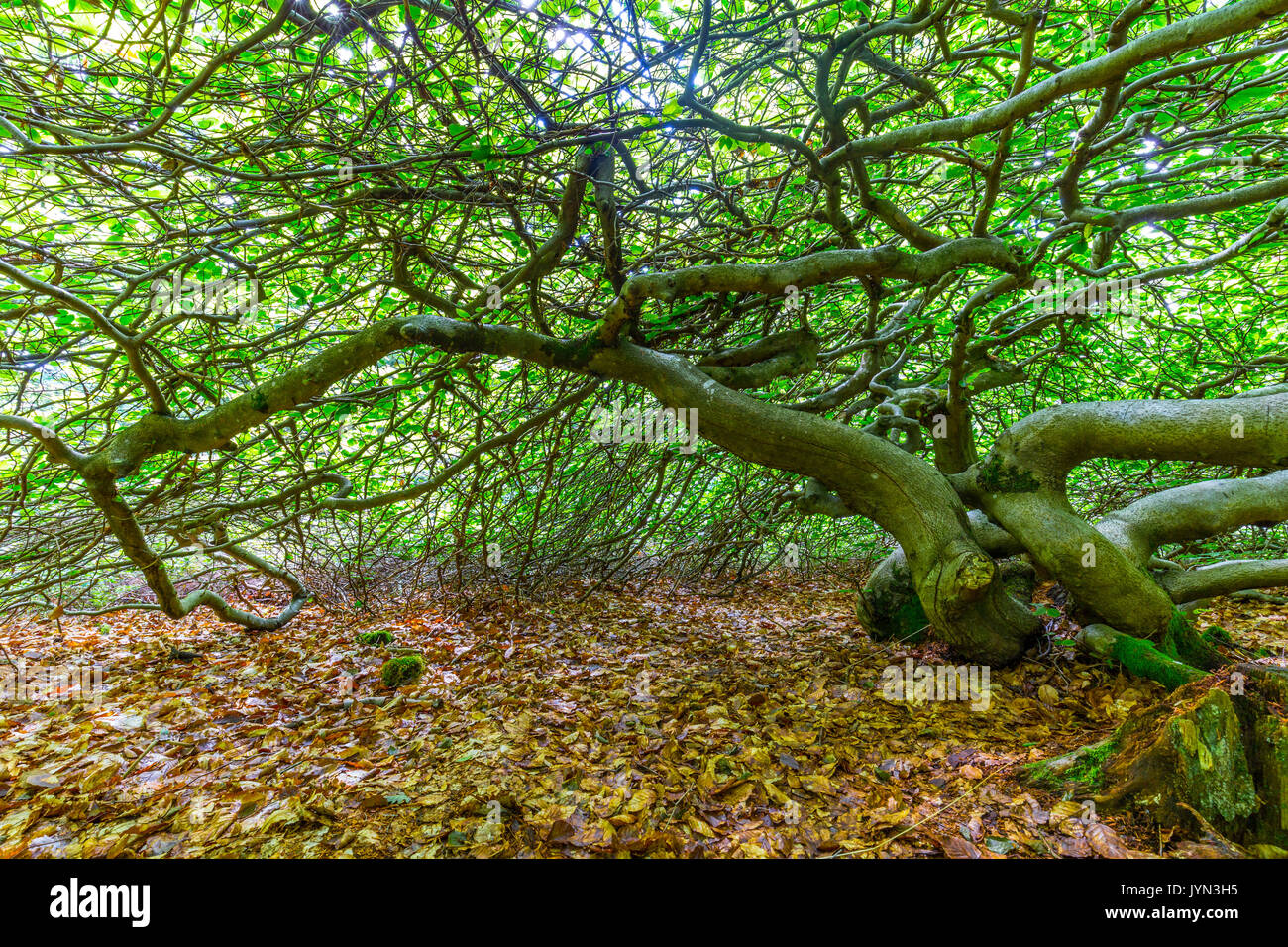 Twisted dwarf beech in Les Faux de Verzy forest, 25 km south of Reims ...