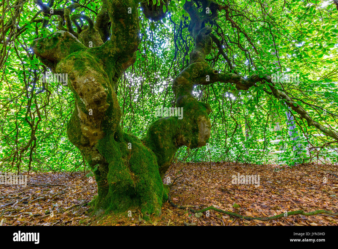 Twisted dwarf beech in Les Faux de Verzy forest, 25 km south of Reims ...