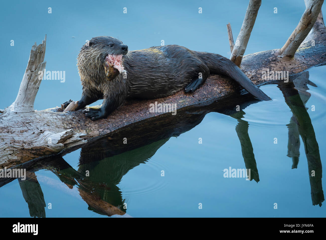 River otter eating a fish at Trout Lake, Yellowstone National Park ...