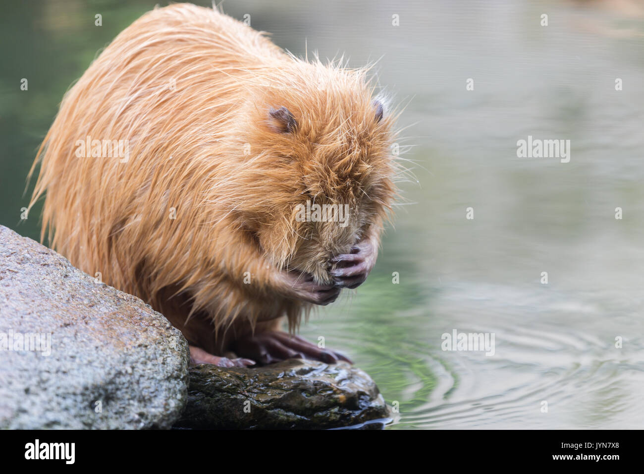 Nutria (Myocastor coypus, beaver rat), washing face on waterside rock ...