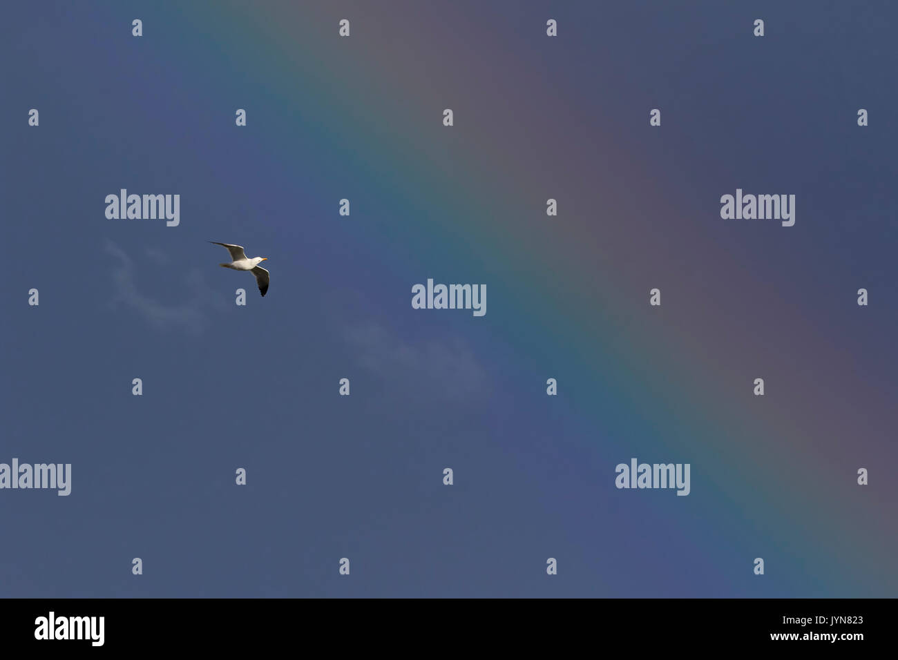 Seven colors of the rainbow hi-res stock photography and images - Alamy