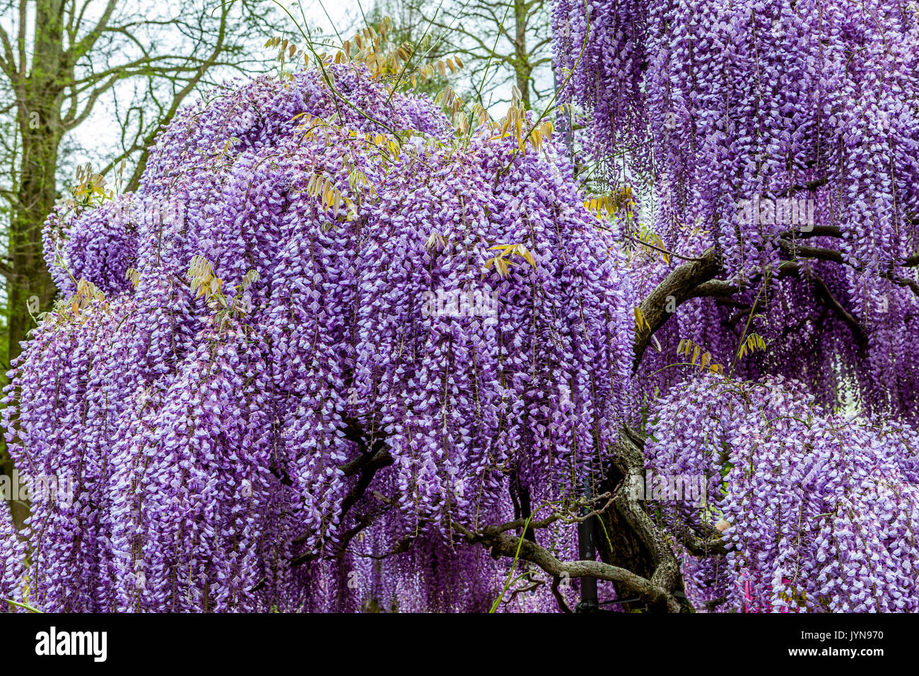 Blooming wisteria in garden, white and purple color Stock Photo - Alamy