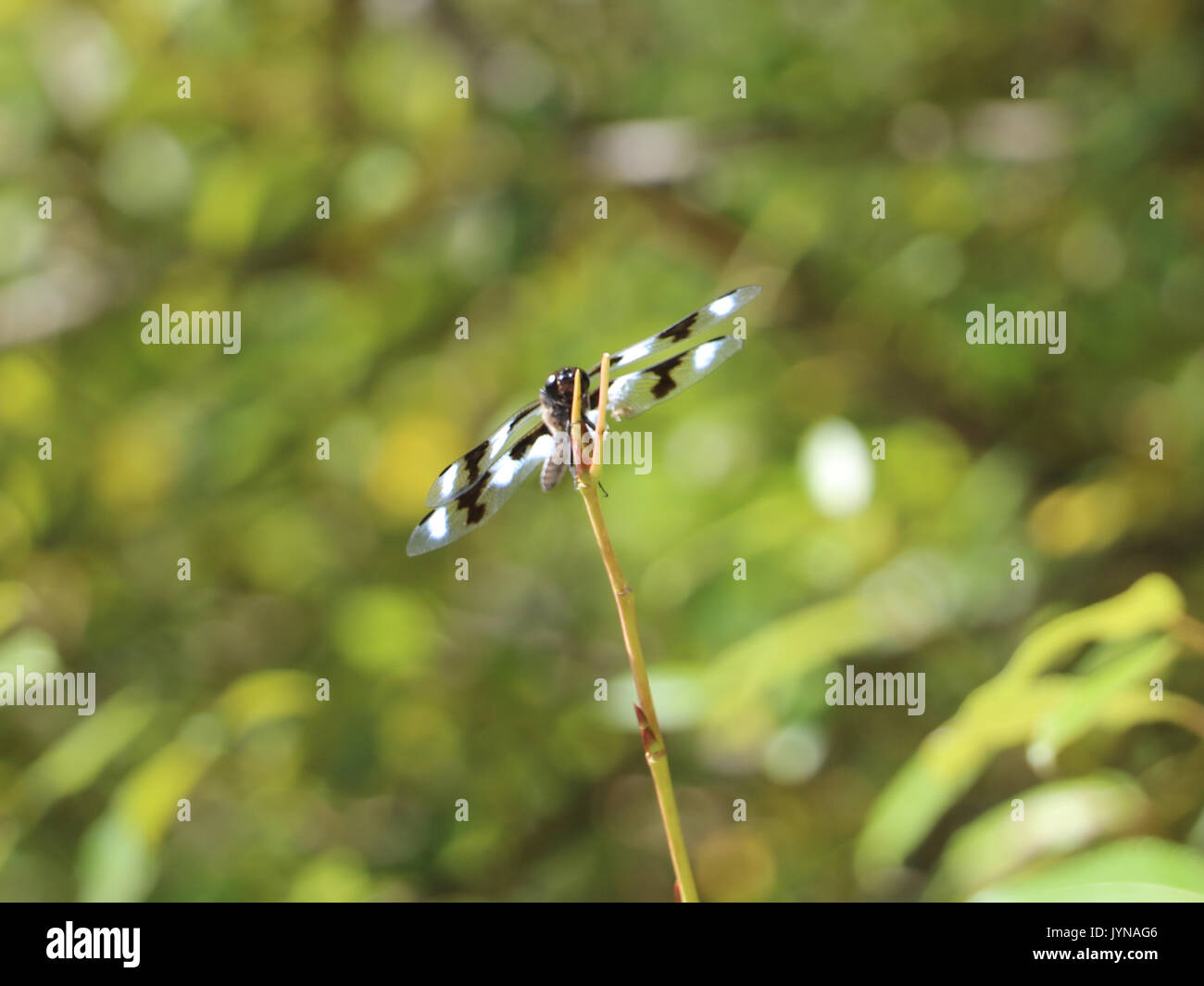 Non stinging insect hi-res stock photography and images - Alamy